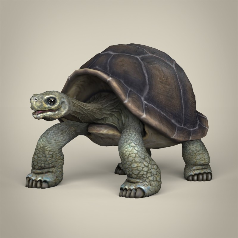 ArtStation - Low Poly Tortoise 3D Model | Game Assets