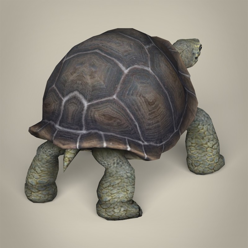 ArtStation - Low Poly Tortoise 3D Model | Game Assets