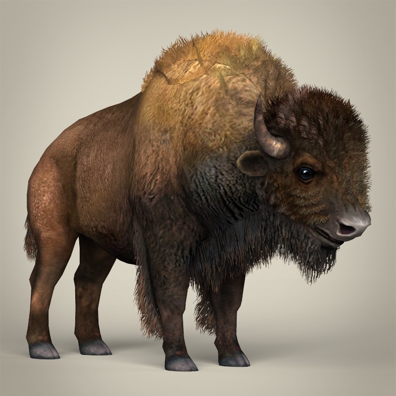 ArtStation - Low Poly Montana Buffalo 3D Model | Game Assets