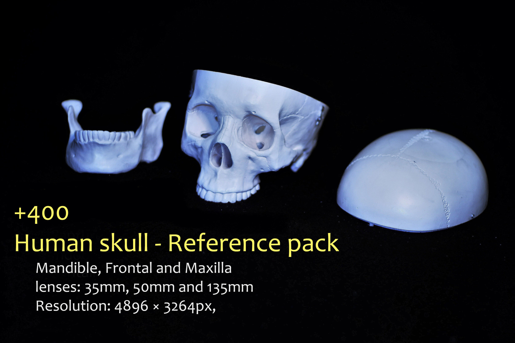 ArtStation - Human skull - Reference pack | Resources
