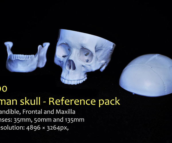 ArtStation - Human skull - Reference pack | Resources