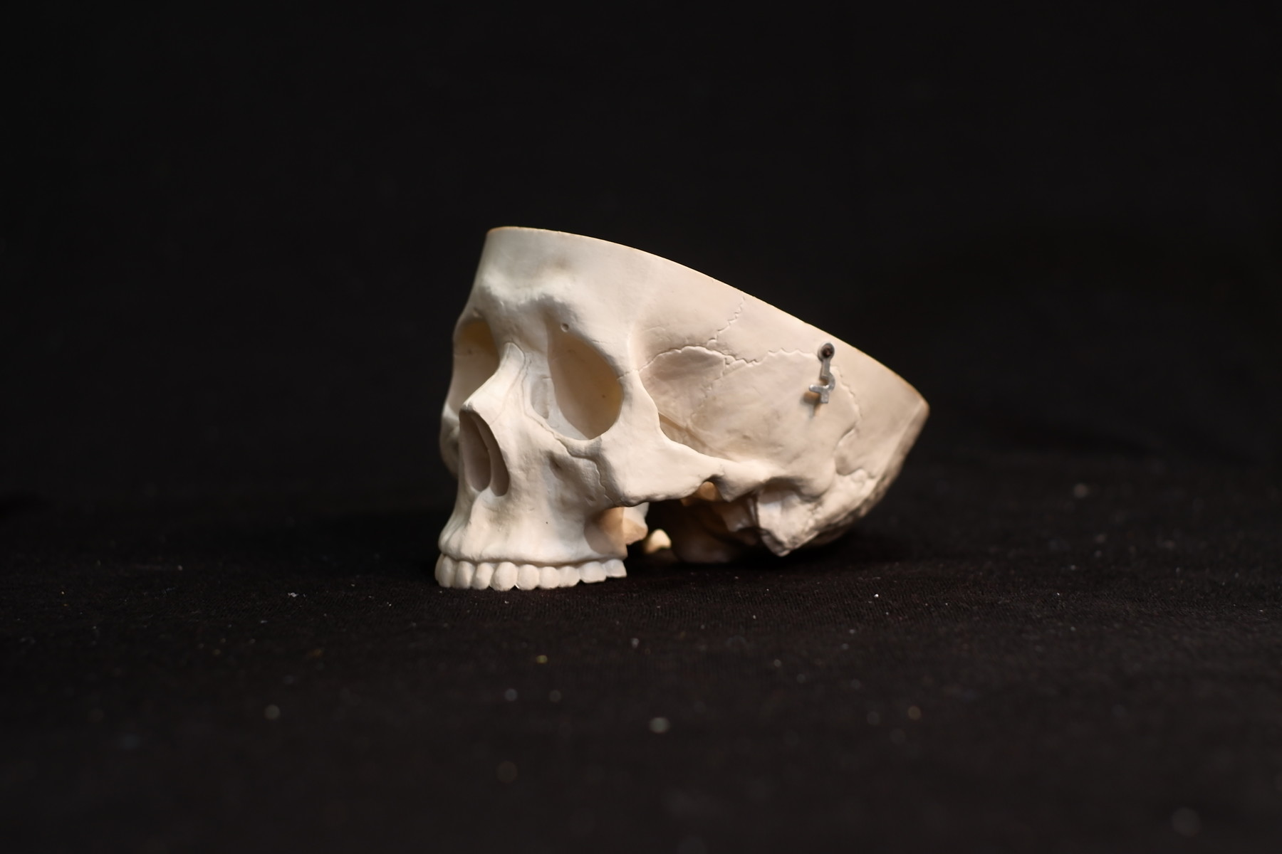 ArtStation - Human skull - Reference pack | Resources