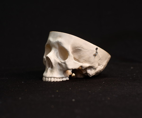 ArtStation - Human skull - Reference pack | Resources