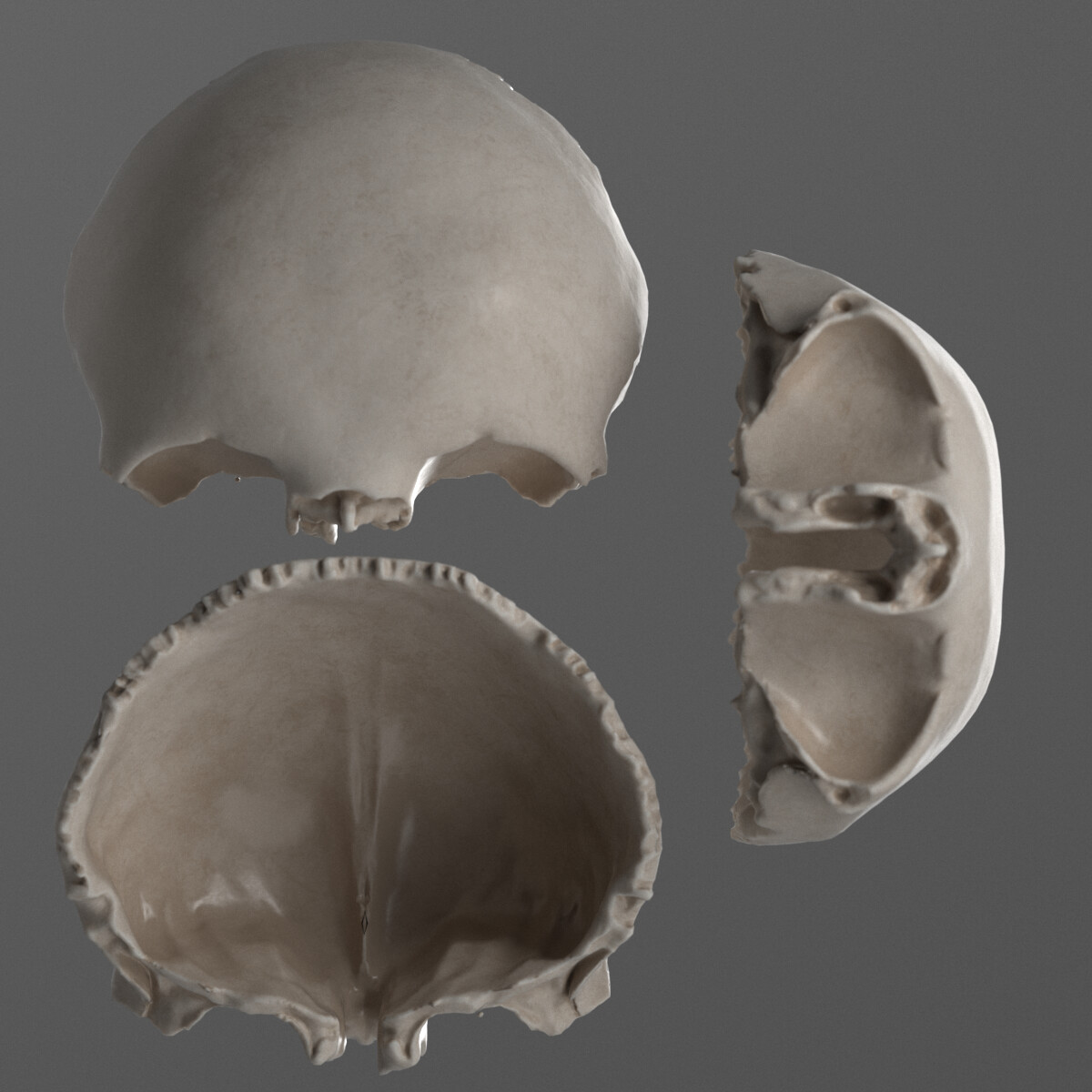 ArtStation - female skull | Resources