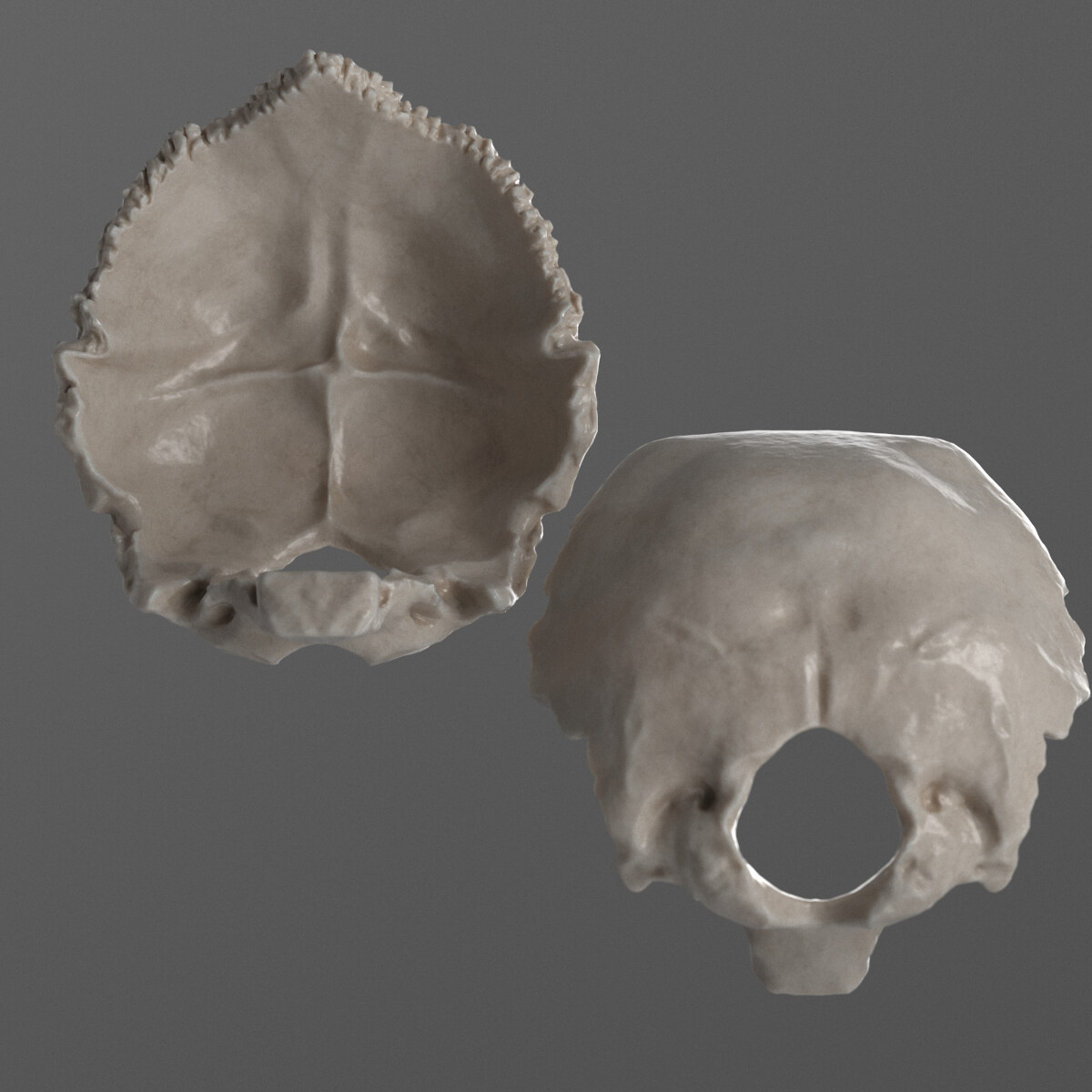 ArtStation - female skull | Resources