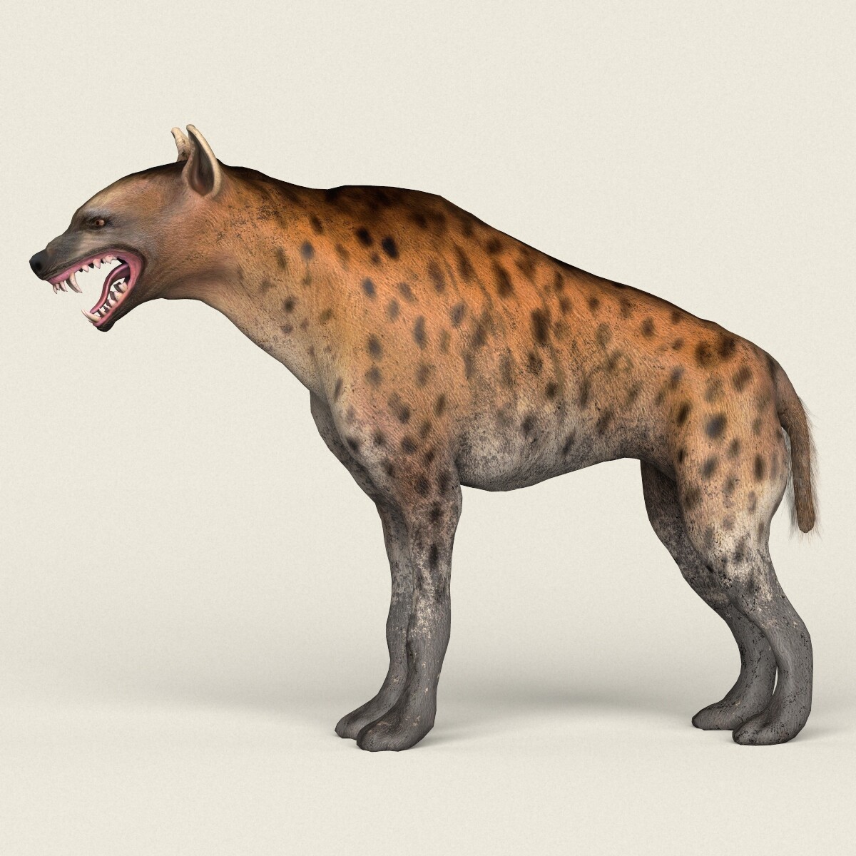 ArtStation - Hyena Low Poly PBR Ready 3D Model | Game Assets