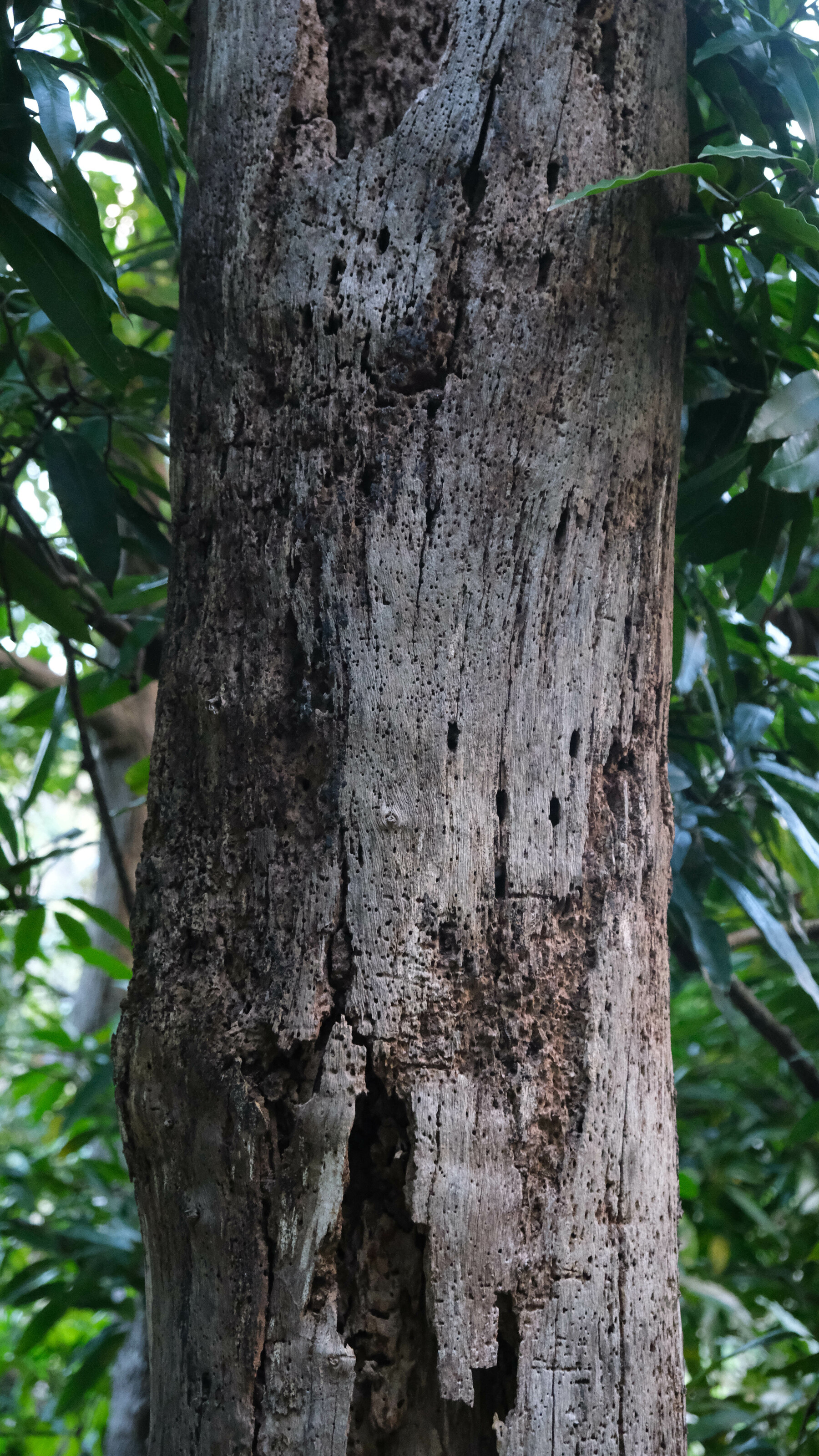 ArtStation - TROPICAL BARK TEXTURE PACK | Resources