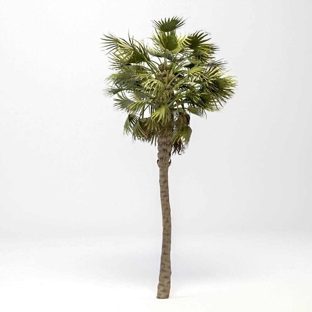 ArtStation - Washingtonia Robusta Palm | Resources