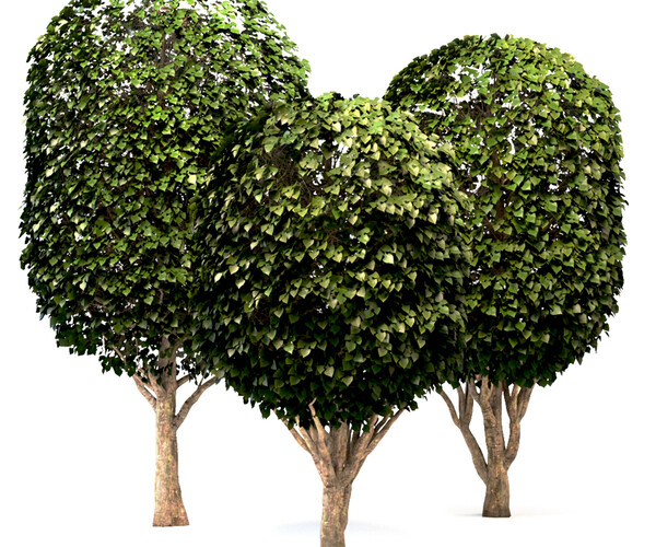 ArtStation - Mulberry Tree Set (Morus Tree) | Resources