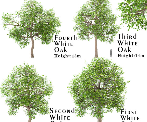 ArtStation - Set of White oak Trees (Quercus alba) (4 Trees) | Resources