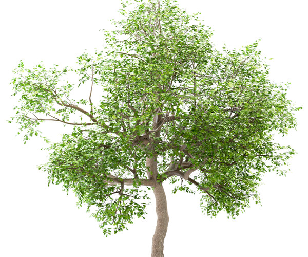 ArtStation - Set of White oak Trees (Quercus alba) (4 Trees) | Resources