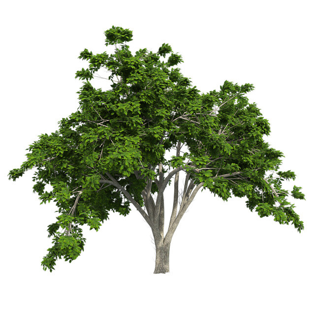 ArtStation - American Elm Tree | Resources