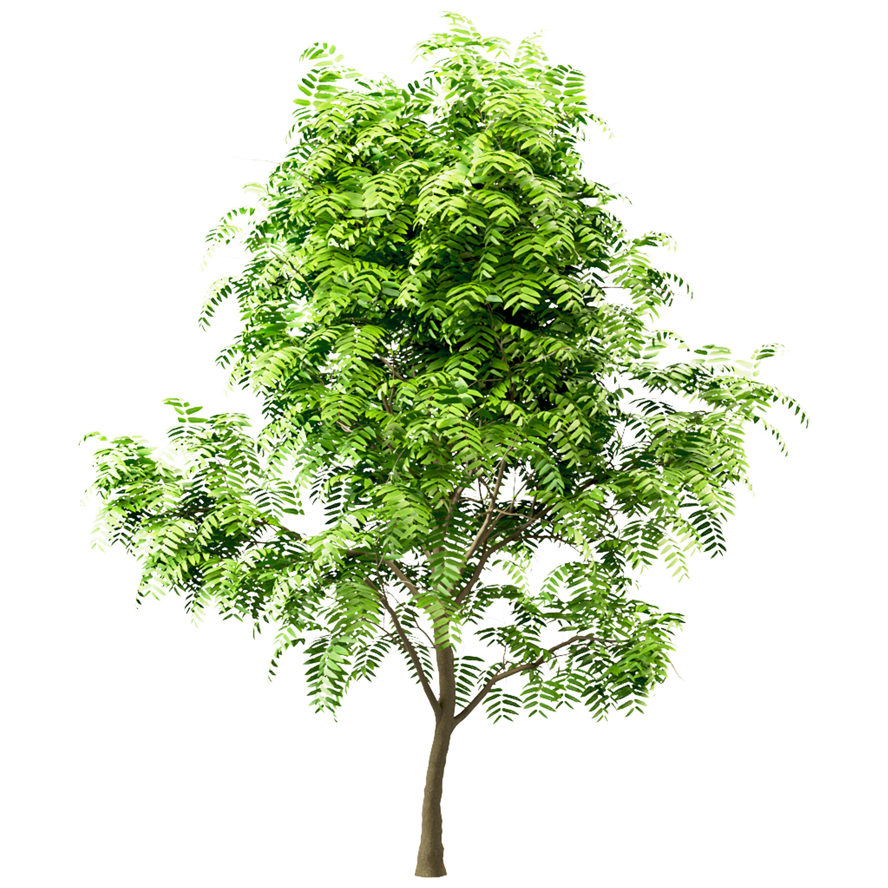 ArtStation - Set of Tree of Heaven (Ailanthus Altissima) (4 Trees ...