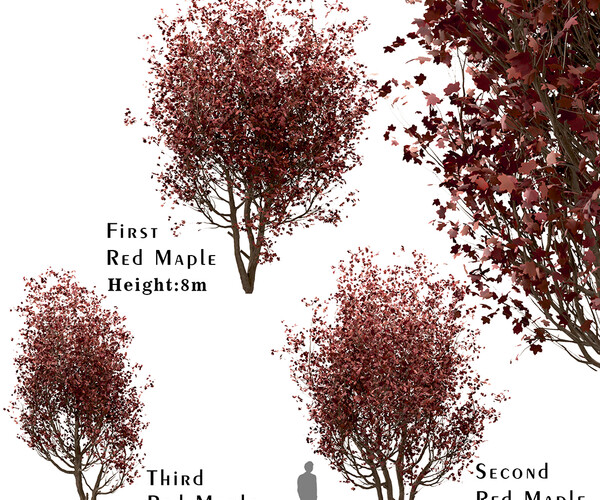 ArtStation - Set of Red Maple Trees (Acer Rubrum) (3 Trees) | Resources