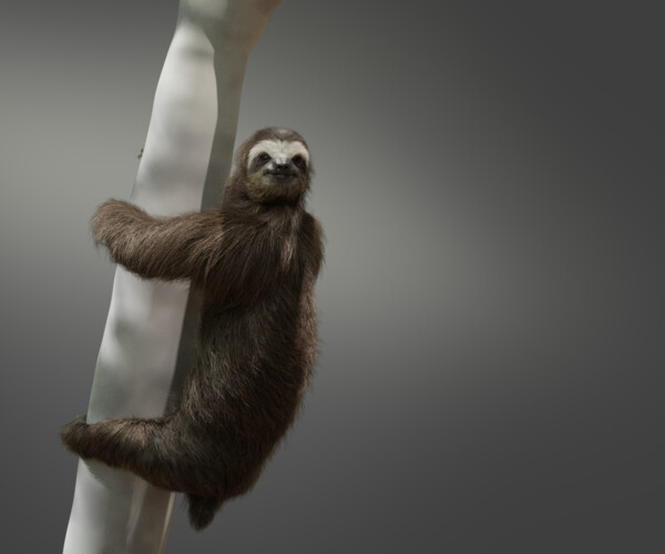 ArtStation - 3D Animal | Three-Toed Sloth Animated | Resources