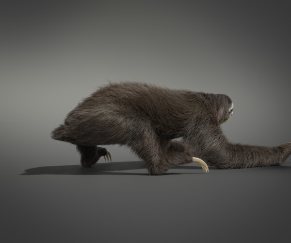 ArtStation - 3D Animal | Three-Toed Sloth Animated | Resources