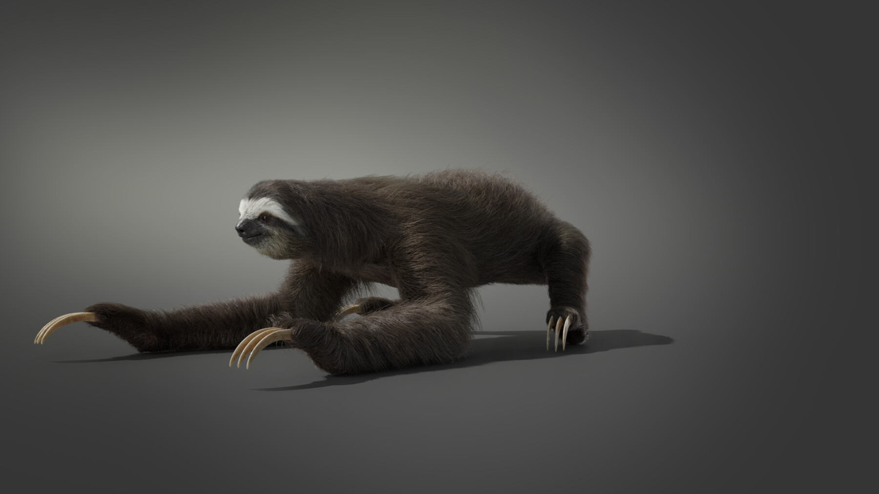 ArtStation - 3D Animal | Three-Toed Sloth Animated | Resources