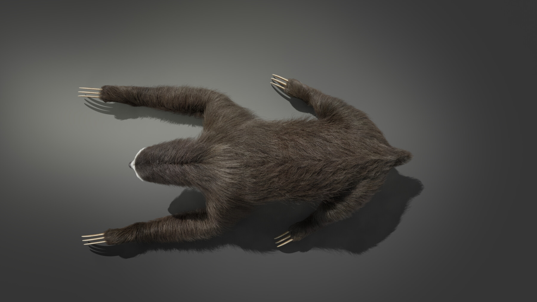 ArtStation - 3D Animal | Three-Toed Sloth Animated | Resources