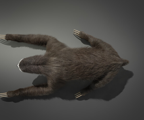 ArtStation - 3D Animal | Three-Toed Sloth Animated | Resources