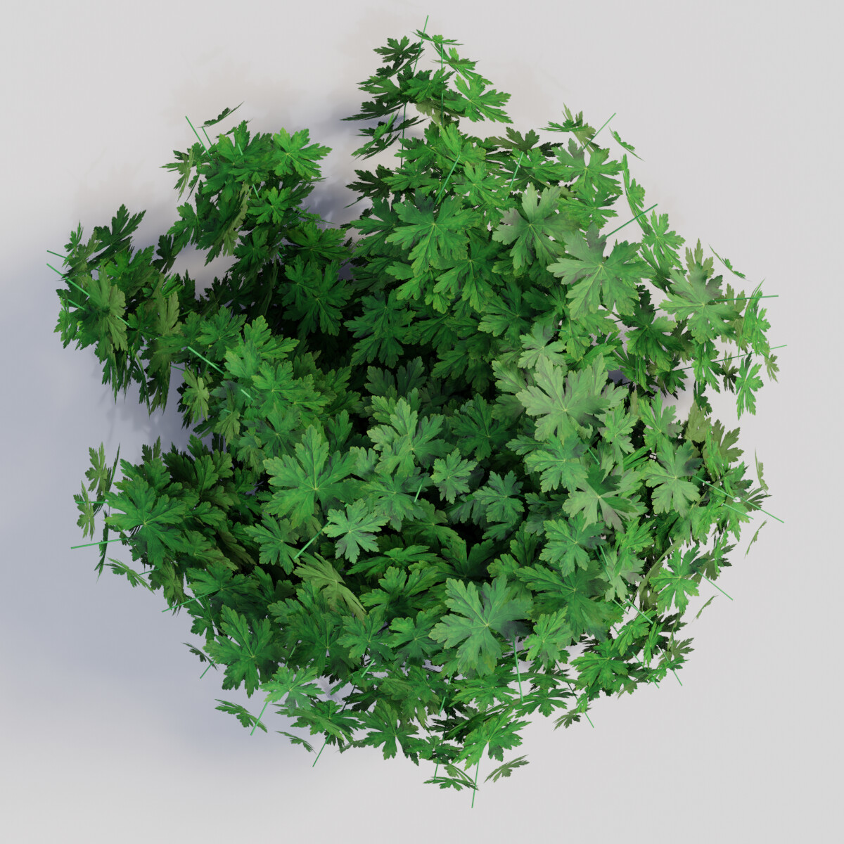 ArtStation - Geranium No Flowers | Resources