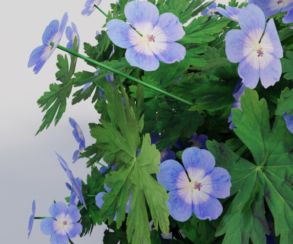 ArtStation - Geranium ROZANNE | Resources