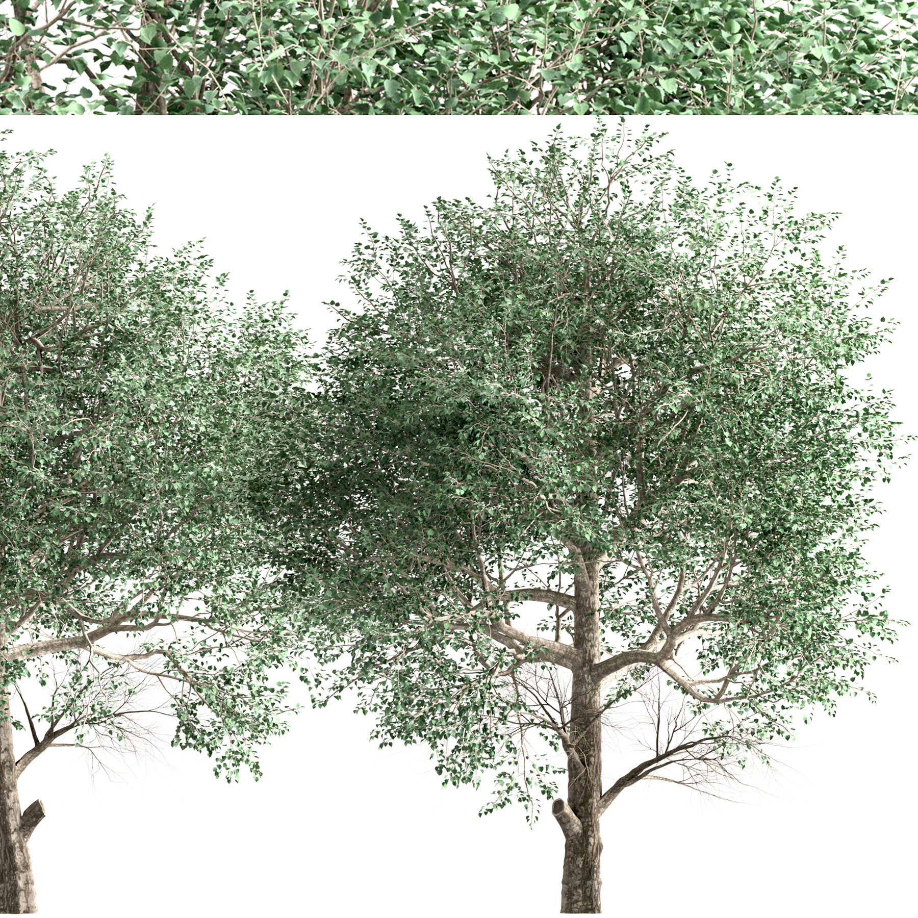ArtStation - Set of Populus Alba Trees (White Poplar) (2 Trees) | Resources