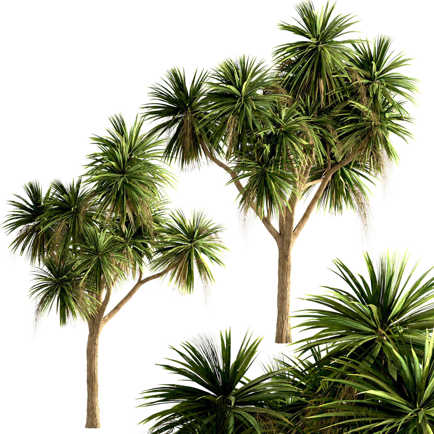 ArtStation - Set of New Zealand Cabbage trees (Cordyline Australis) (3 ...