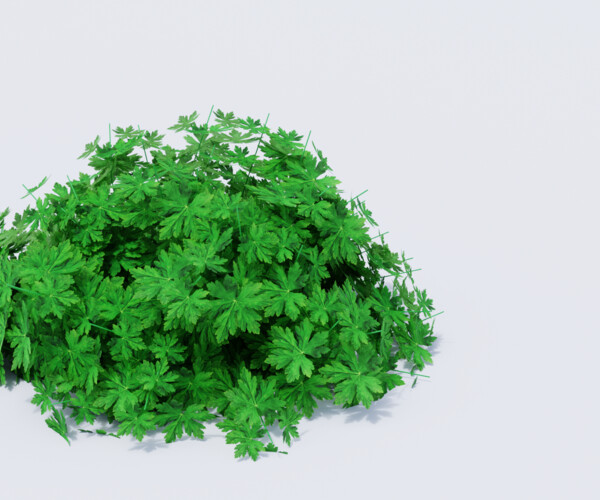 ArtStation - Geranium No Flowers | Resources