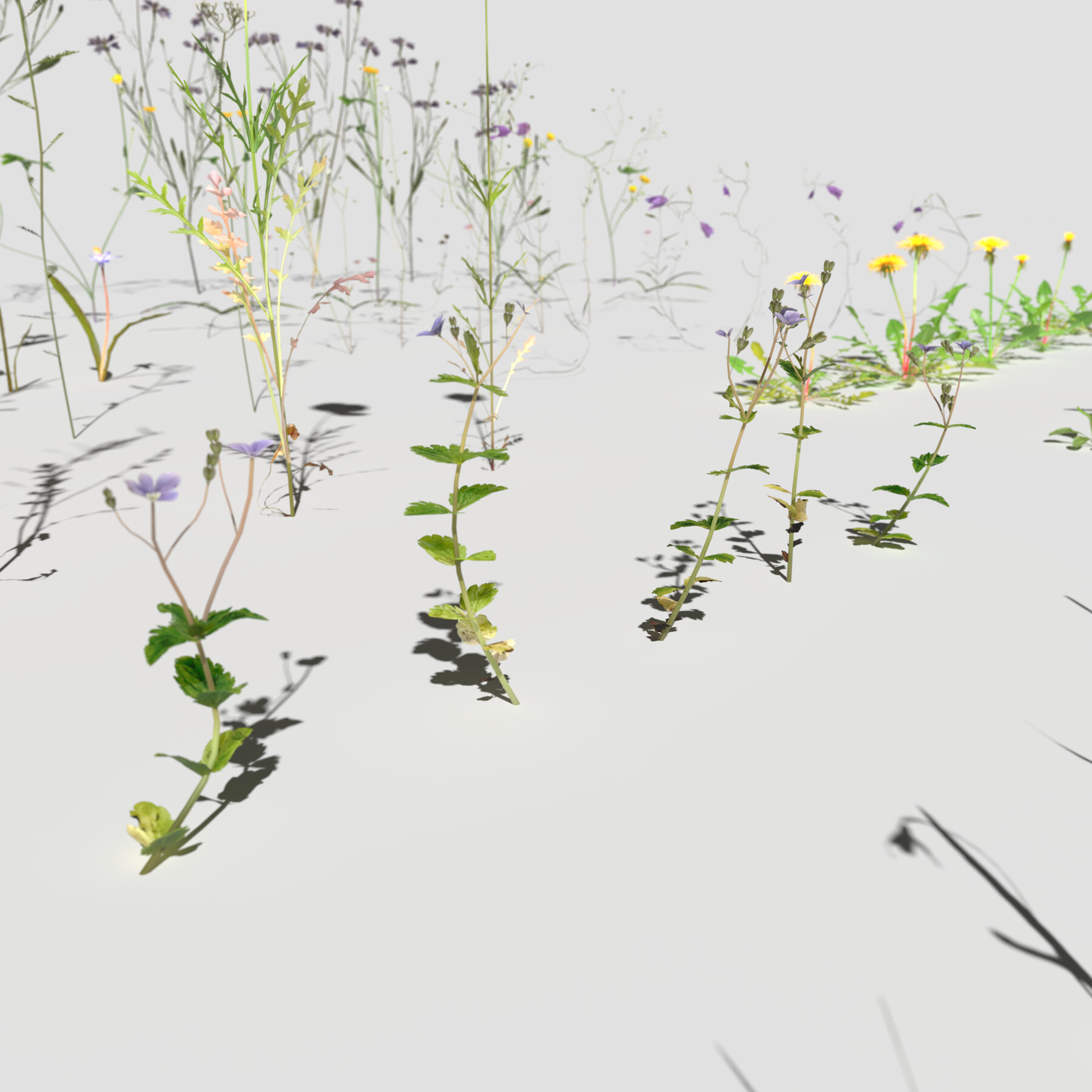 ArtStation - Wild Flower Plant Pack | Resources