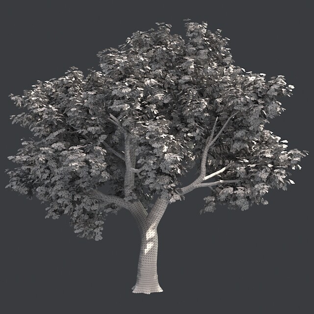 ArtStation - Amur Cork Tree 2 | Resources