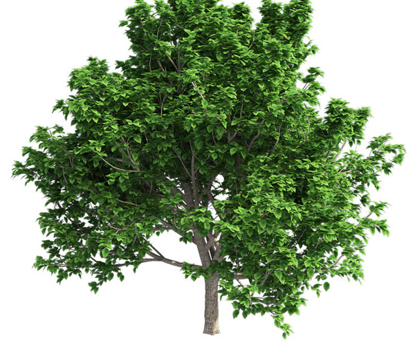 ArtStation - Bradford Pear Tree | Resources