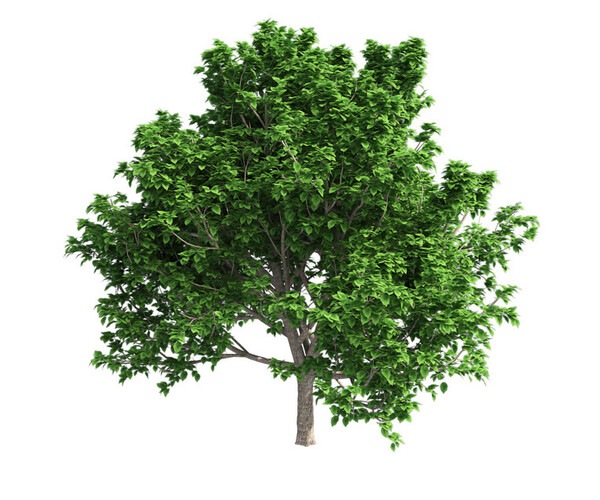 ArtStation - Bradford Pear Tree | Resources