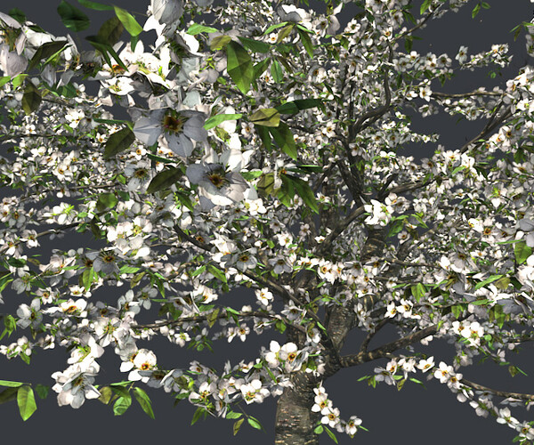 ArtStation - Cherry Blossoms Tree | Resources