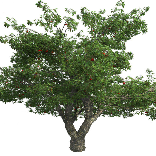 ArtStation - Cherry Tree | Resources