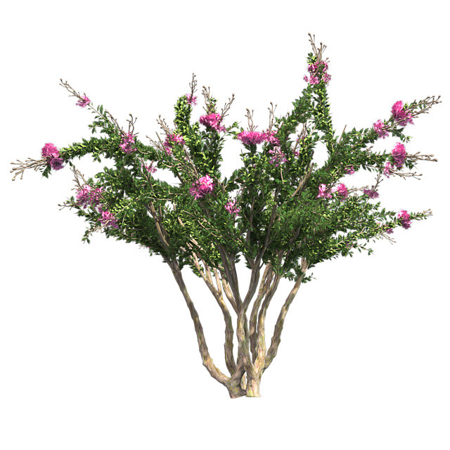 ArtStation - Crape Myrtle Tree | Resources