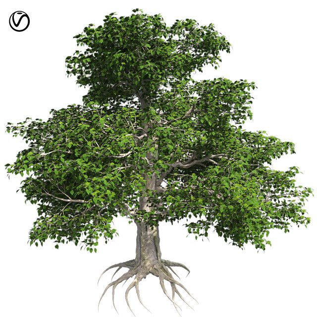 ArtStation - European Beech Tree | Resources
