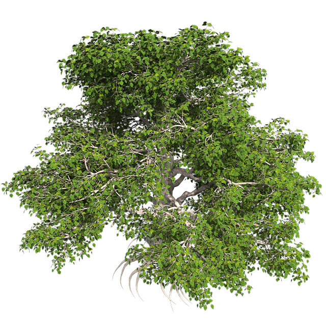 ArtStation - European Beech Tree | Resources