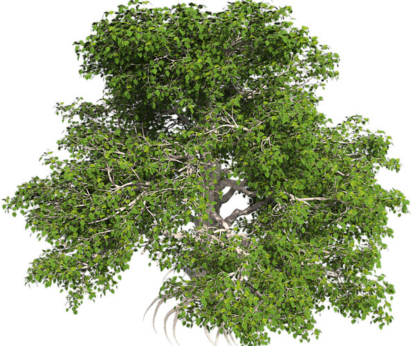 ArtStation - European Beech Tree | Resources