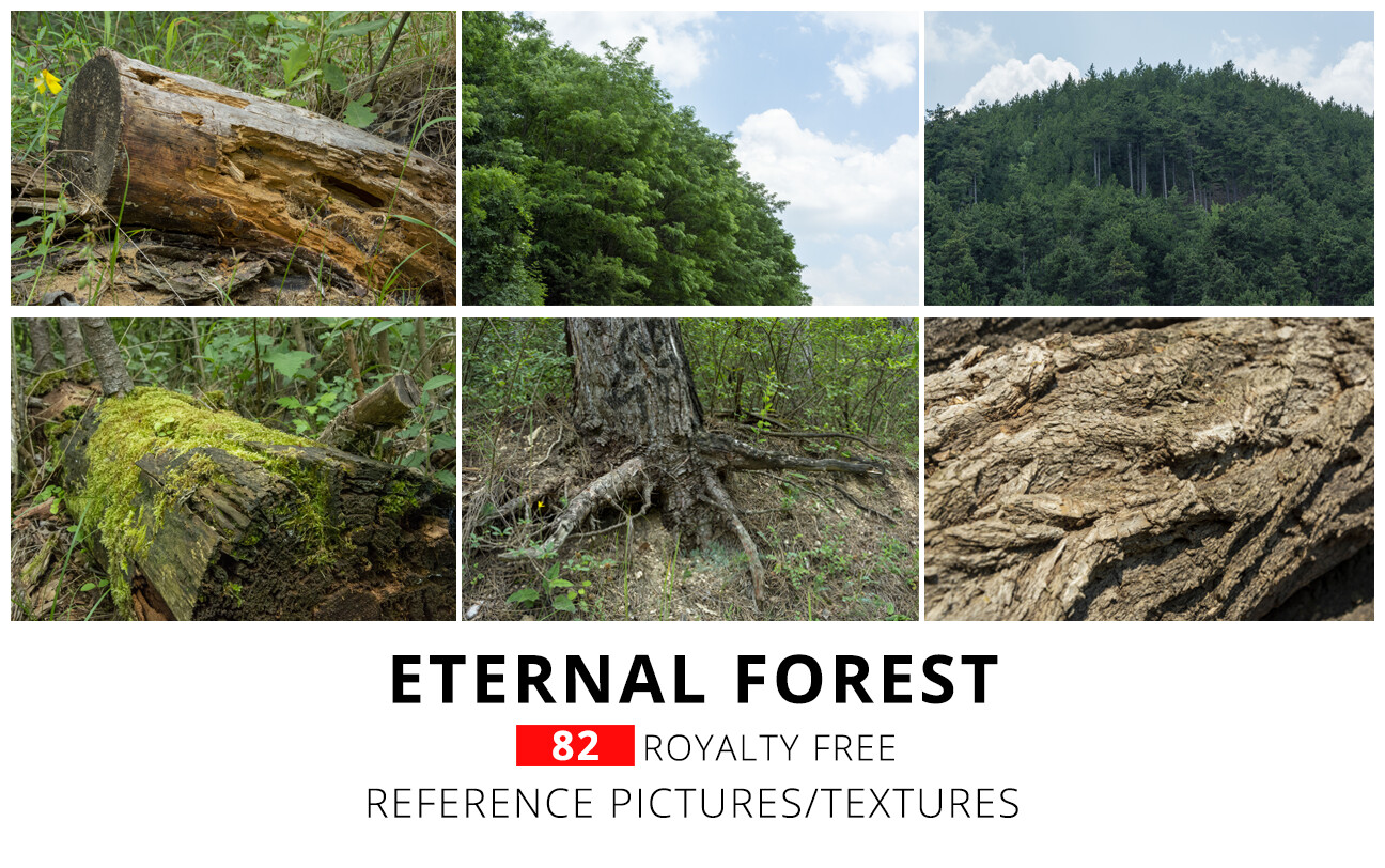 ArtStation - Eternal Forest Photo Reference Pack | Resources