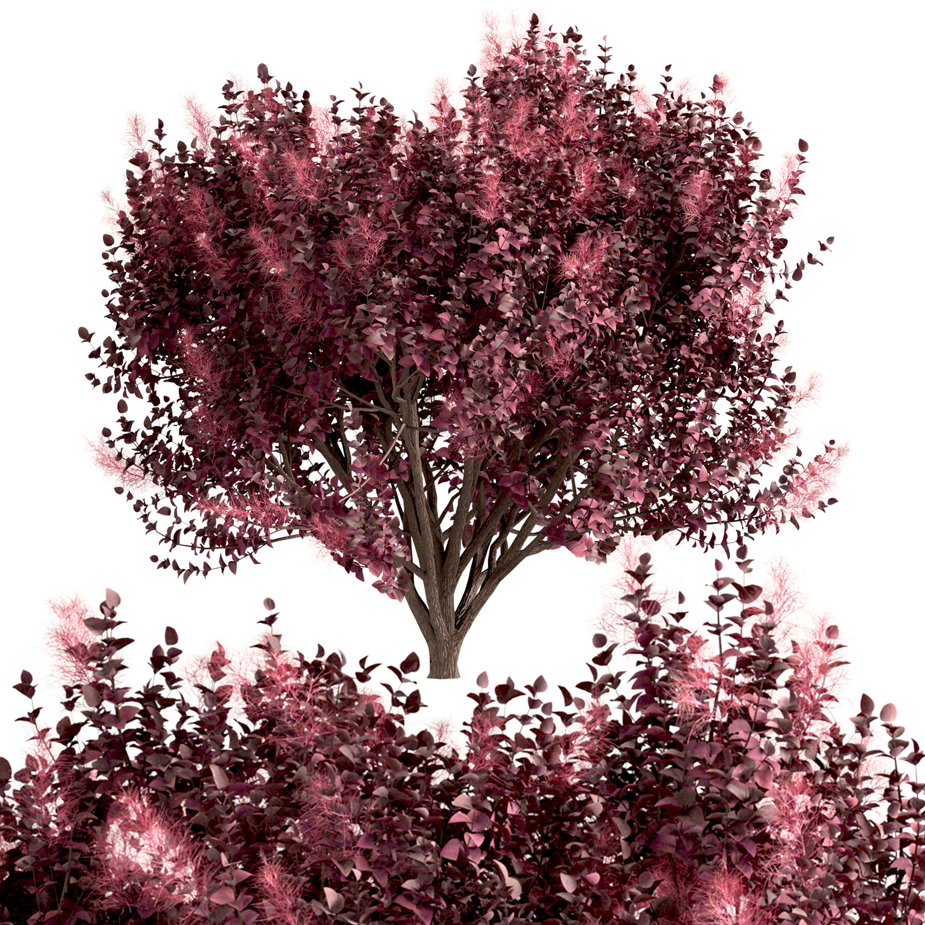 ArtStation - Set of Cotinus Coggygria trees (Smoke Tree) (3 Trees ...