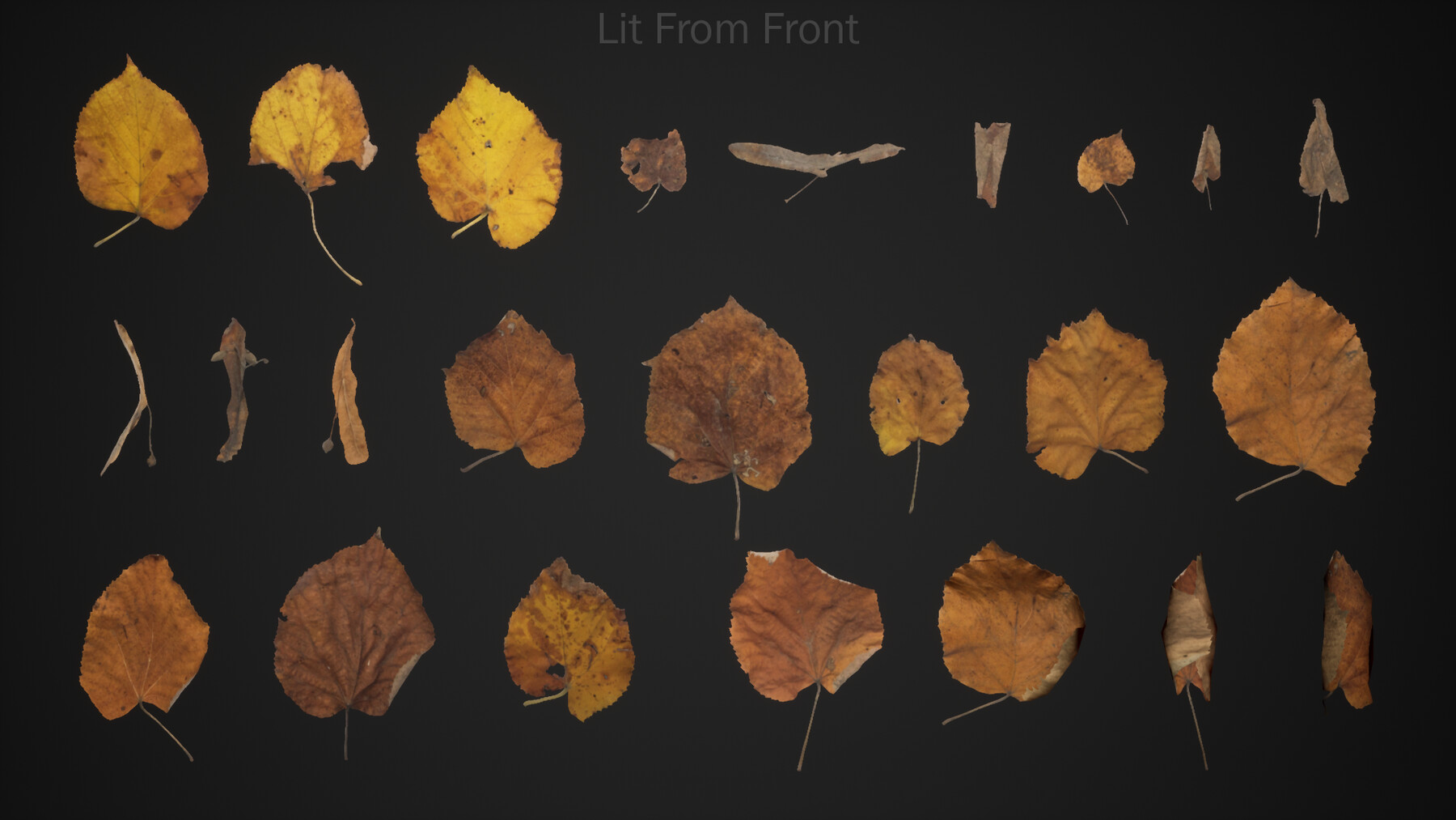 ArtStation - Tilia Dead Leaves 4K Scanned | Game Assets