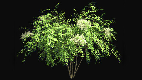 ArtStation - Japanese Angelica Tree | Resources