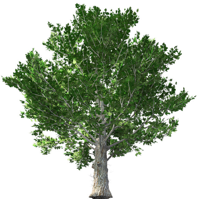 ArtStation - Sugar Maple Tree | Resources