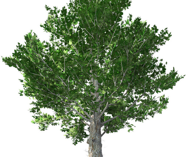 ArtStation - Sugar Maple Tree | Resources
