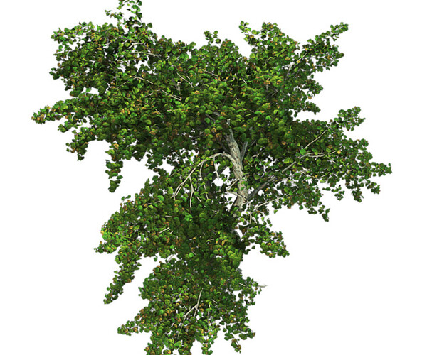 ArtStation - Katsura Tree | Resources