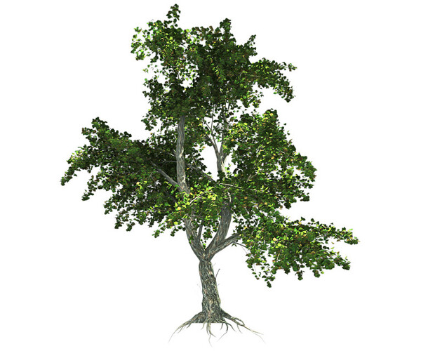 ArtStation - Katsura Tree | Resources