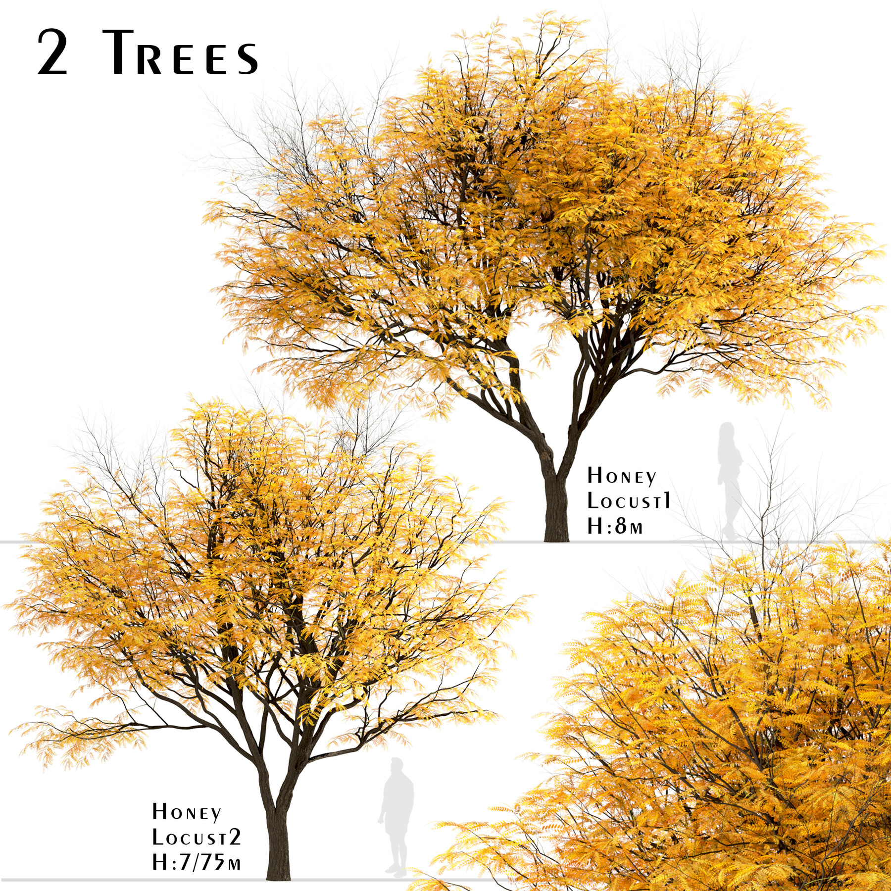 ArtStation - Set of Honey Locust Trees (Gleditsia Triacanthos) (2 Trees ...