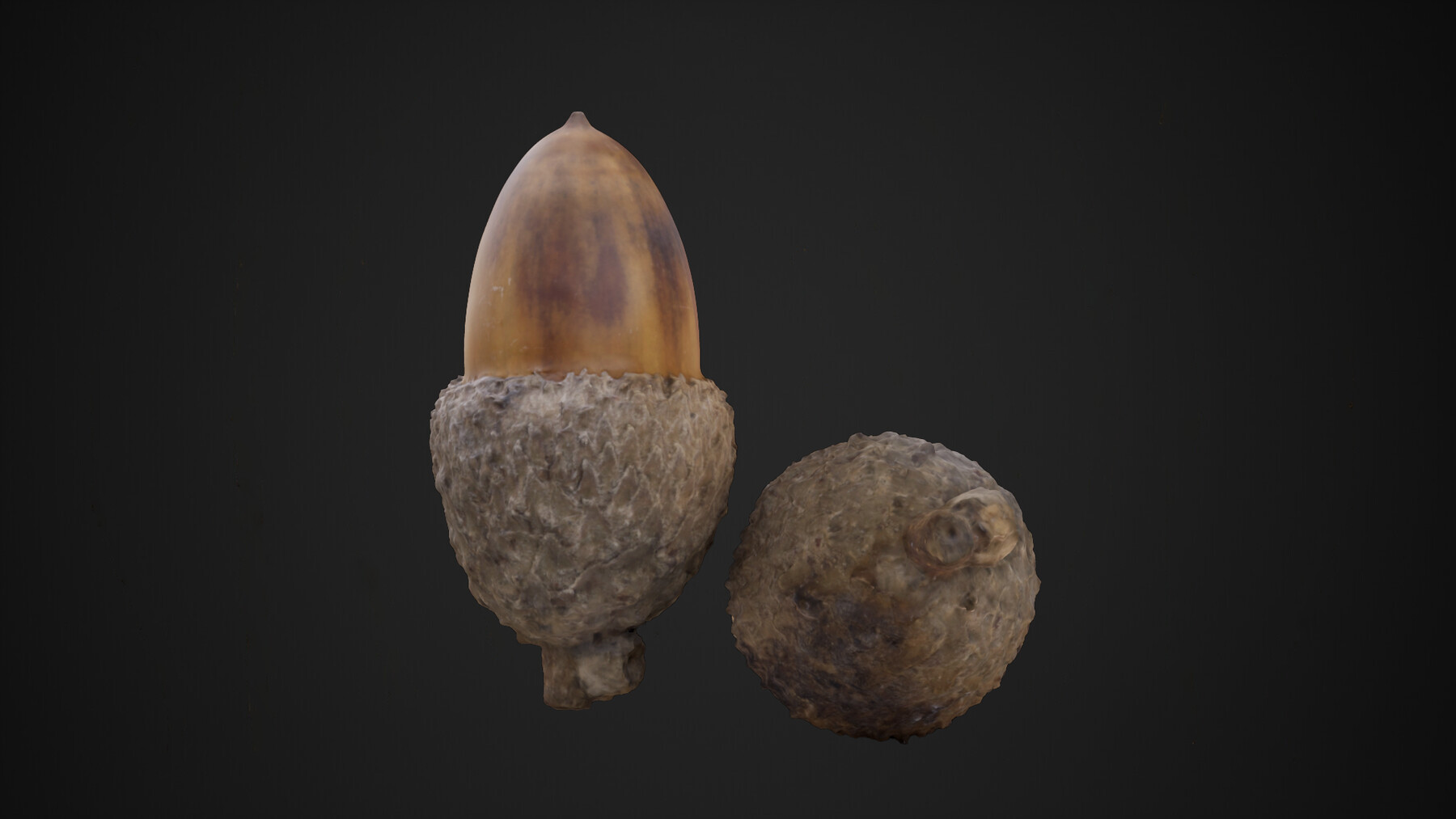 ArtStation - Acorn 4K Photoscanned | Game Assets