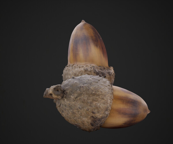 ArtStation - Acorn 4K Photoscanned | Game Assets
