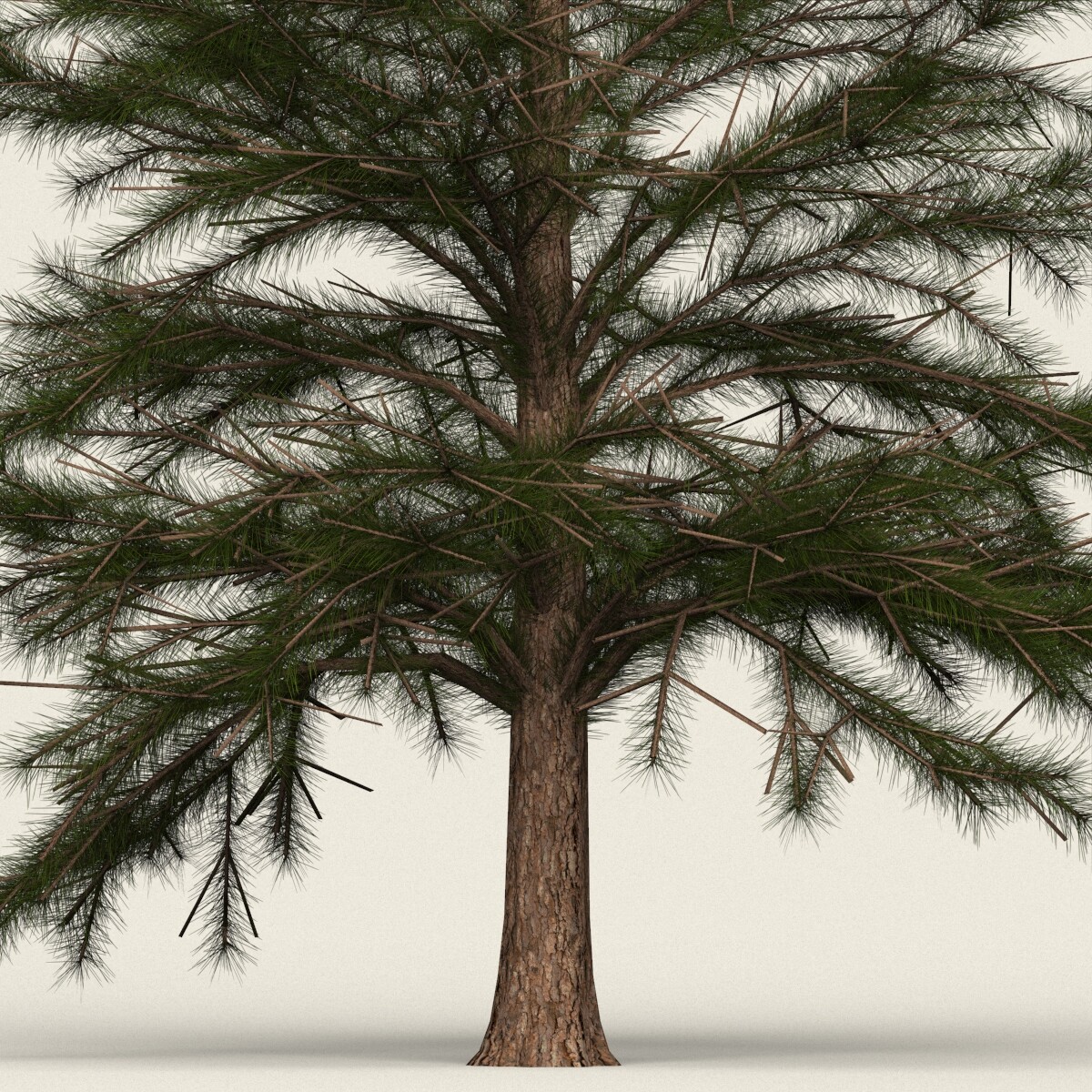 ArtStation - Conifer Tree Collection | Resources